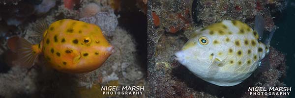 Sorting the Boxfishes